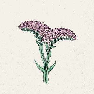 Jora Dahl - saaza
